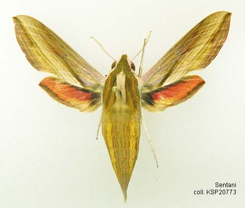 Papua Insects Foundation (Lepidoptera/Sphingidae/Hippotion echeclus)